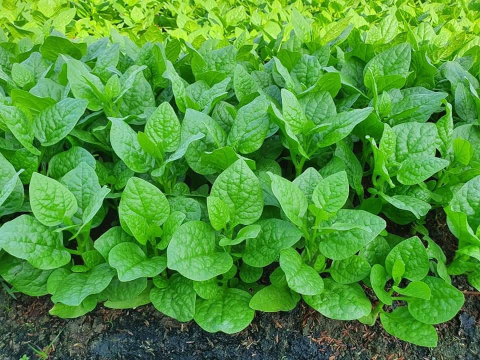 ASIAN VEGETABLE - Green Malabar Spinach Seeds - Ceylon Spinach - Hạt ...