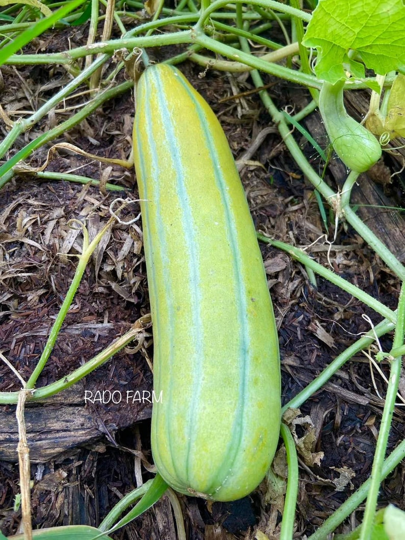Vietnamese Yellow Melon Seeds Long Musk Melon Dưa Gang Dẻo / Bở - Etsy