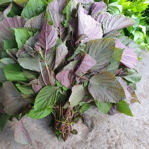 Asian Herb - Shiso Seeds - Vietnamese Perilla - Tía Tô Việt Nam - Etsy