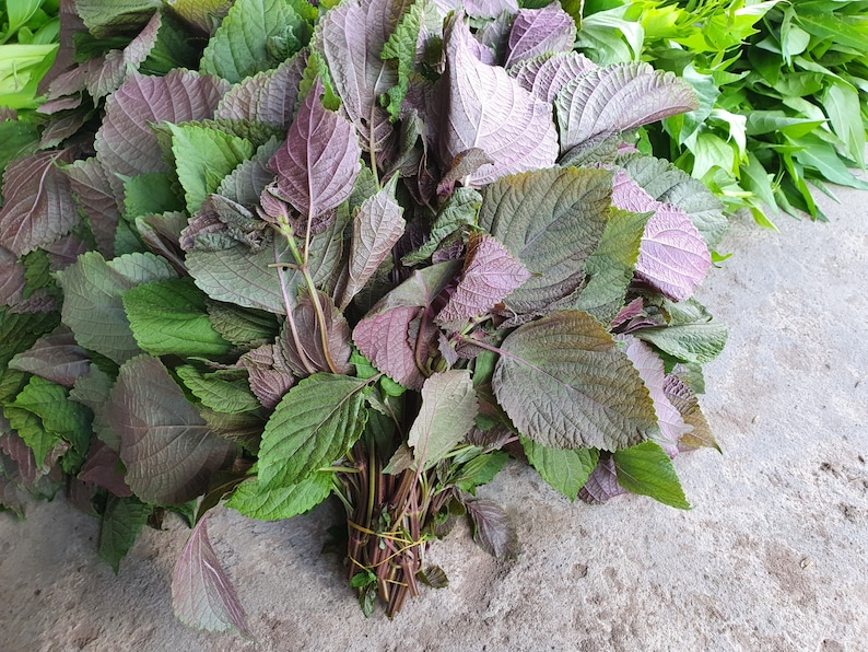 Asian Herb - Shiso Seeds - Vietnamese Perilla - Tía Tô Việt Nam - Etsy