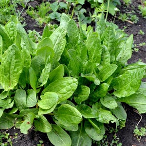 Sorrel Seeds - Rumex Acetosa - Large Leaf - Rau Chua - Etsy
