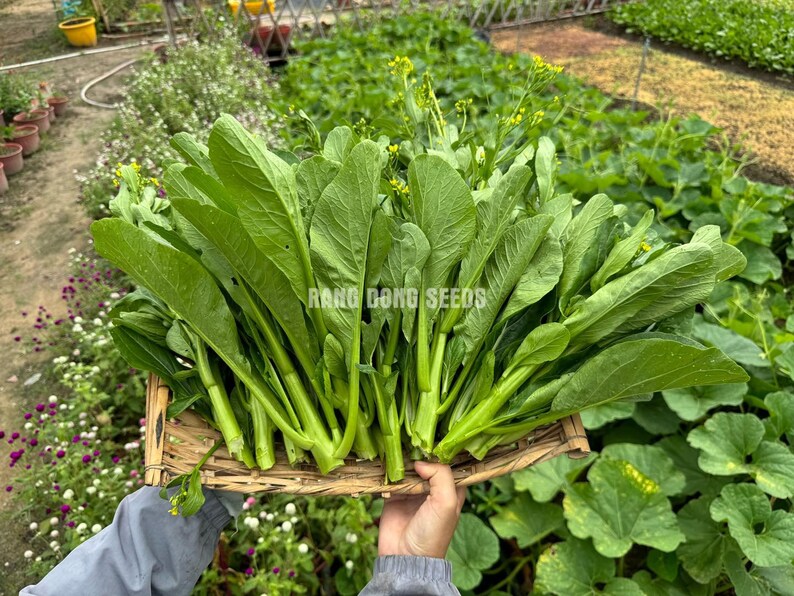 Asian Vegetable - Flowering Pak Choy (green Amber) Seeds - Cải Ngồng ăn ...