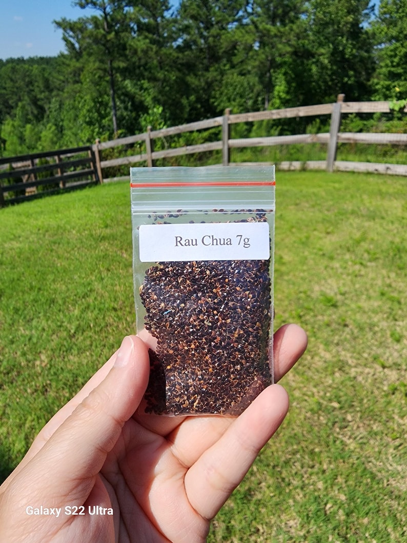 Sorrel Seeds - Rumex Acetosa - Large Leaf - Rau Chua - Etsy