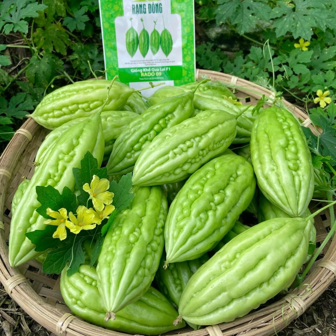 BITTER GOURD Small Bitter Gourd F1 Khổ Qua Trái Ngắn F1 - Etsy