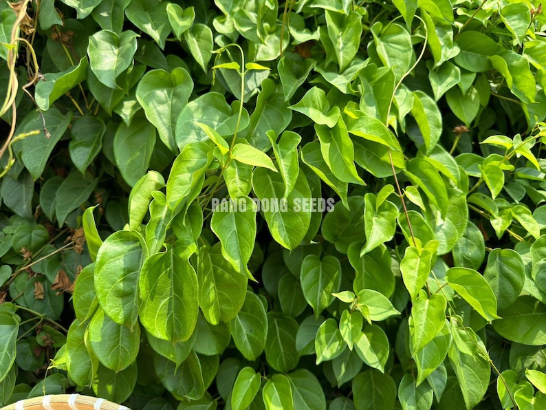River Leaf Vine - Aganonerion- Sour Leaf Seeds - Hạt Lá Giang - Etsy