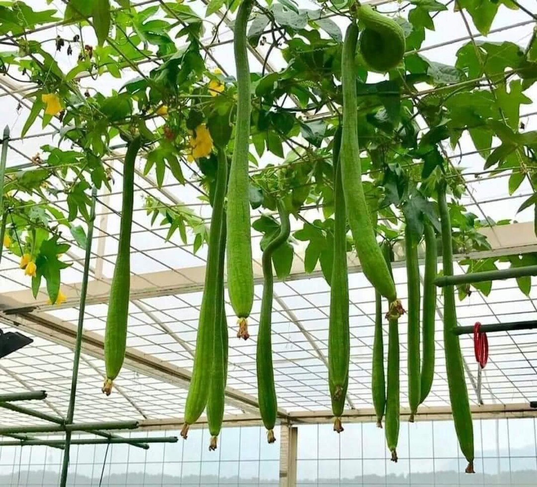 Thailand Luffa Gourd Seeds - Extra Long Smooth Sponge Gourd - Etsy