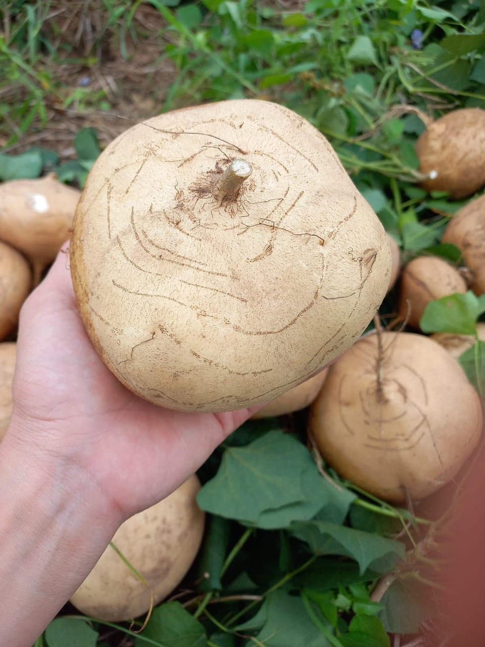 True Jicama Seeds Asian Yam Bean Củ Sắn Việt Nam - Etsy