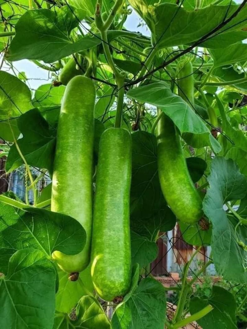 Asian Squash - Long Bottle Gourd Seeds HYBRID - Bầu Sao Trái Dài F1 ...