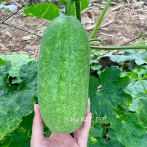 WAX GOURD - Hairy Melon F1 ( Hybrid) Seeds - Bí đao Chanh F1 (hybrid ...