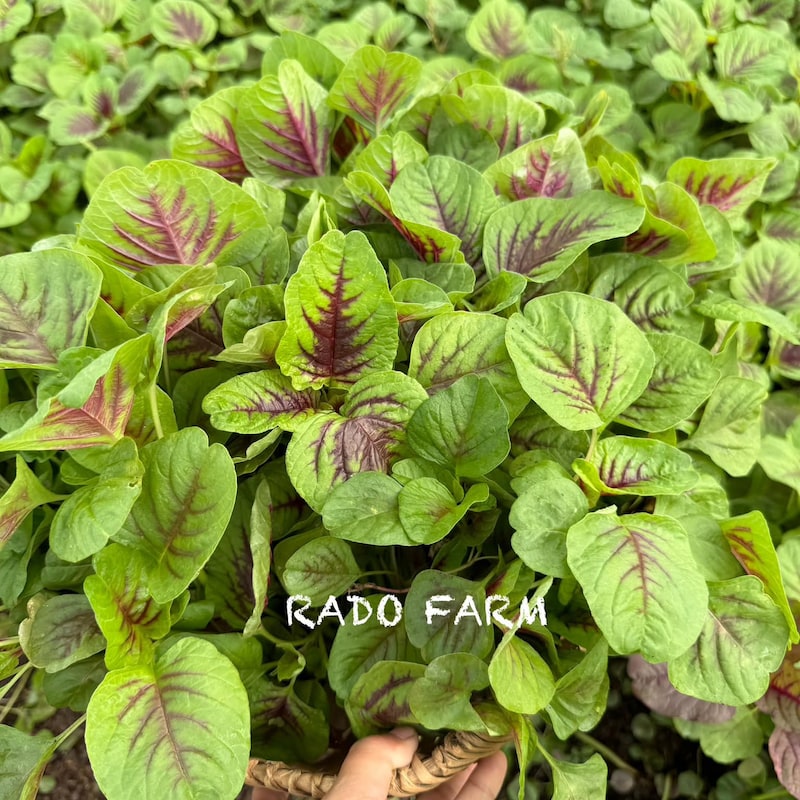 Indian Vegetable Seeds - Etsy