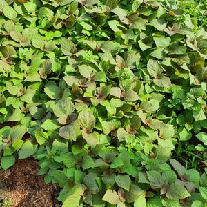 Asian Herb Shiso Seeds Vietnamese Perilla Tía Tô Việt Nam - Etsy