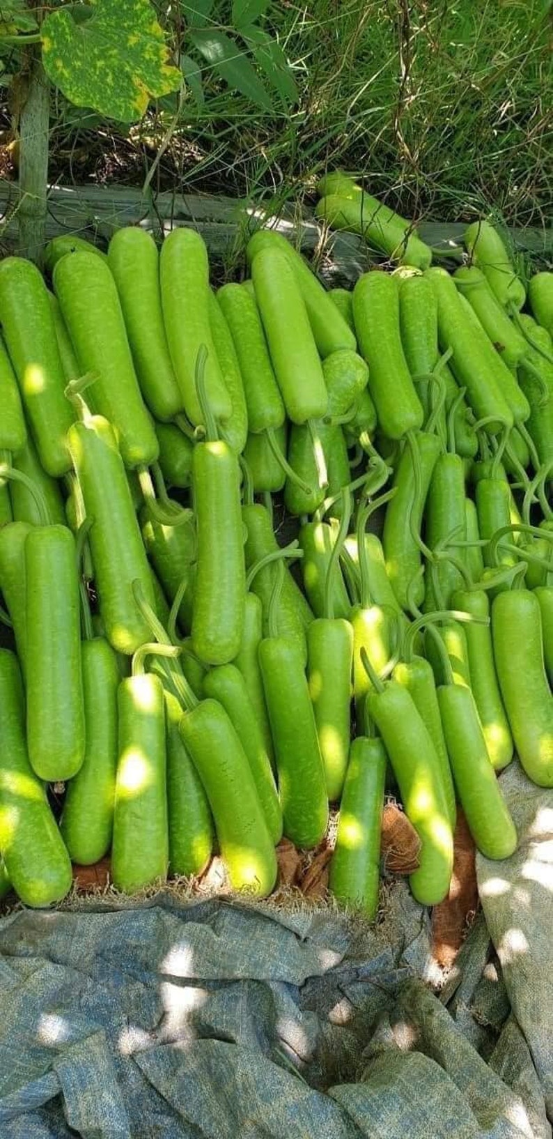 Asian Squash - Long Bottle Gourd Seeds HYBRID - Bầu Sao Trái Dài F1 ...