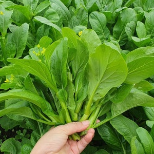 Asian Vegetable - Flowering Pak Choy (green Amber) Seeds - Cải Ngồng ăn ...