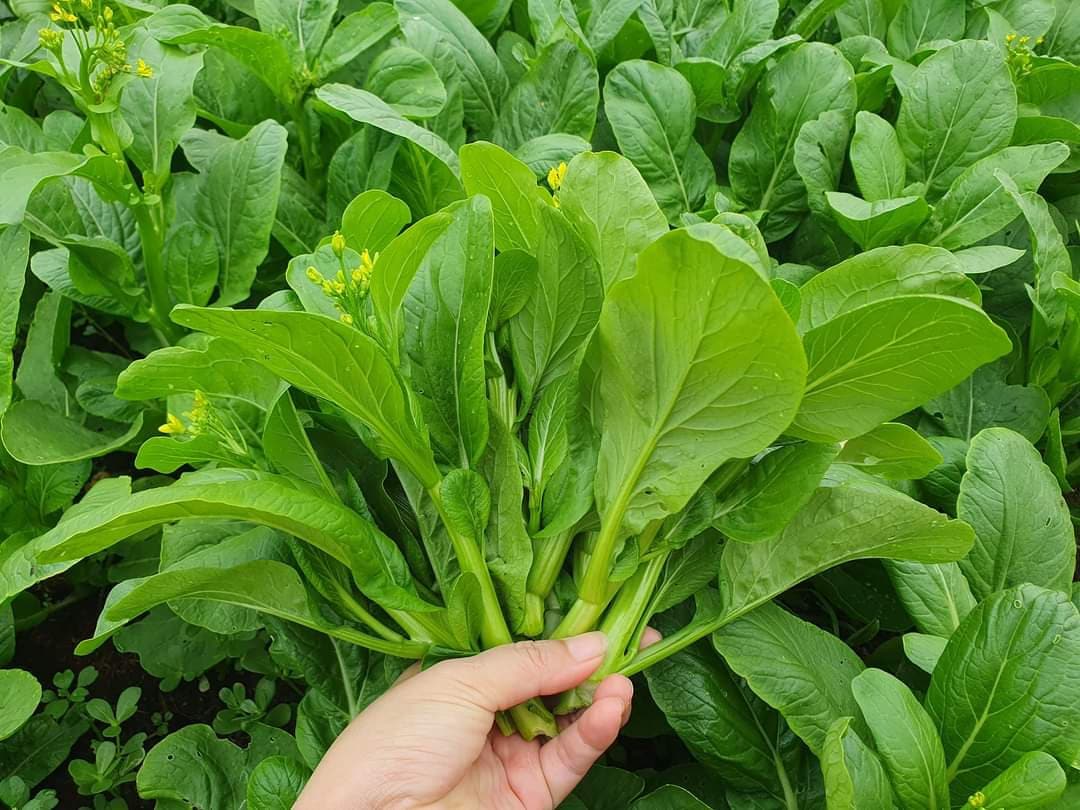 Asian Vegetable - Flowering Pak Choy (green Amber) Seeds - Cải Ngồng ăn ...