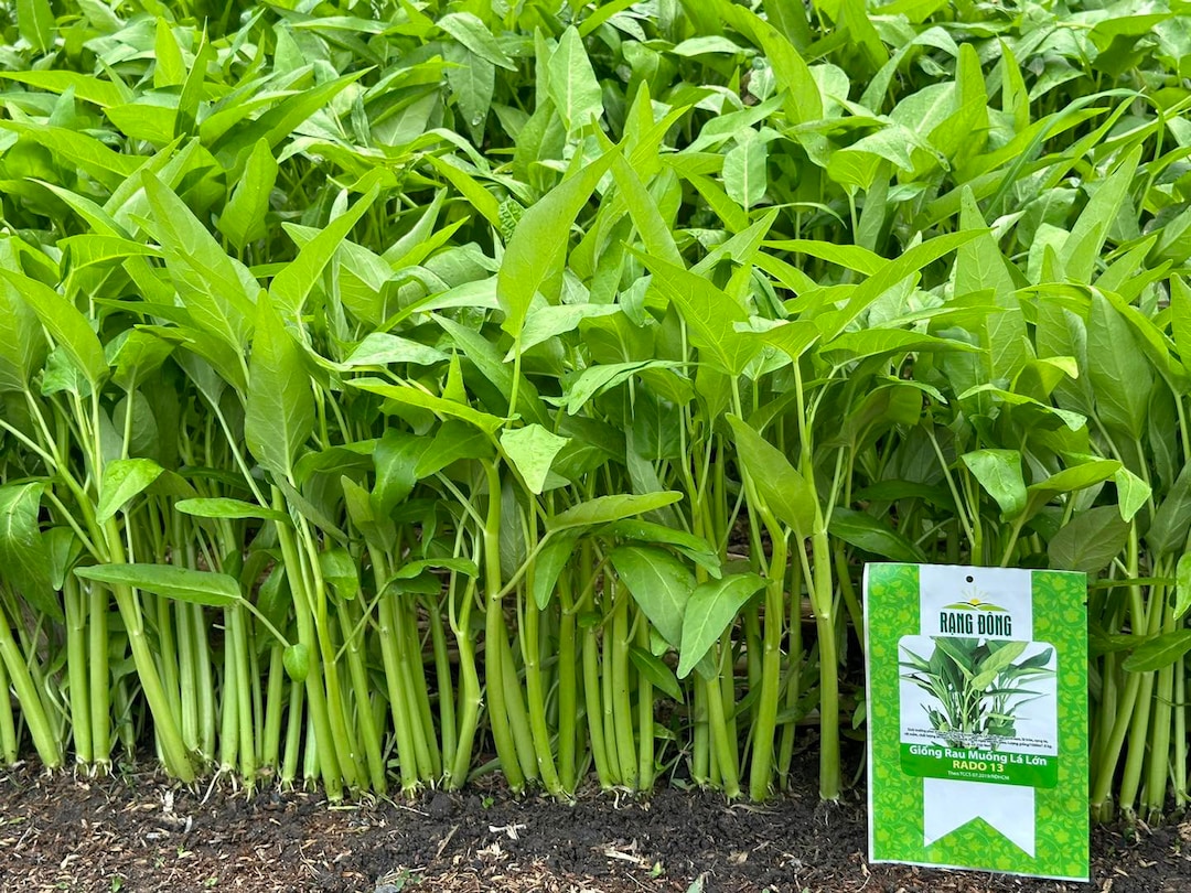 Large Leaf Water Spinach, Convolvulus Seeds - Kang Kong - Ong Choy ...