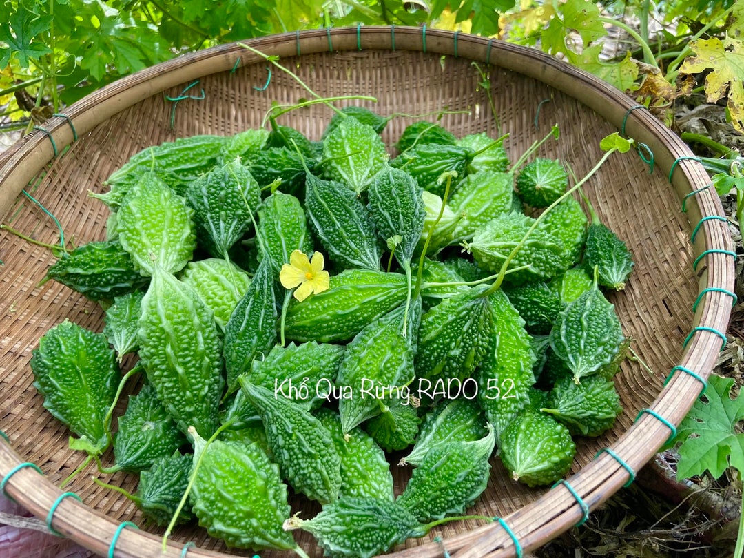 Mini Bitter Gourd Seeds - Khổ Qua Rừng - Etsy