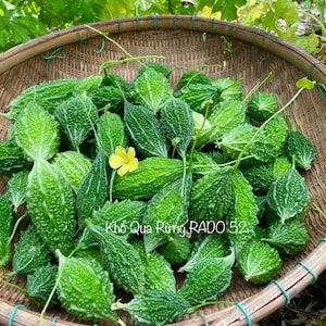 Mini Bitter Gourd Seeds - Khổ Qua Rừng - Etsy