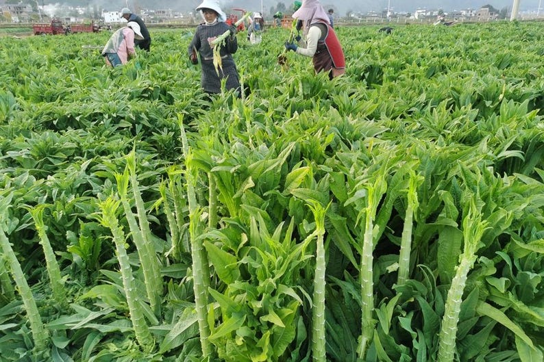 ASIAN VEGETABLE - Celtuce (chinese Stem Lettuce) Seeds - Rau Tiến Vua ...