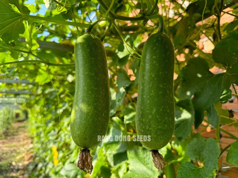 WAX GOURD - Hairy Melon F1 ( Hybrid) Seeds - Bí đao Chanh F1 (hybrid ...