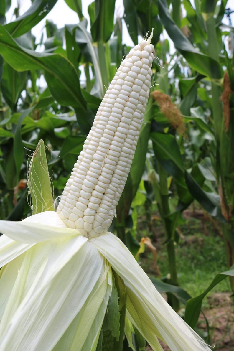 CORN SEEDS - Vietnamese White Waxy Corn - Bắp Nếp Dẻo Việt Nam - Etsy