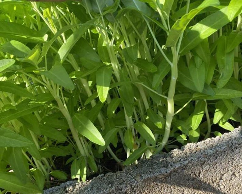 White Water Spinach Seeds: Large Leaf Kang Kong - Rau Muống Trắng Lá ...