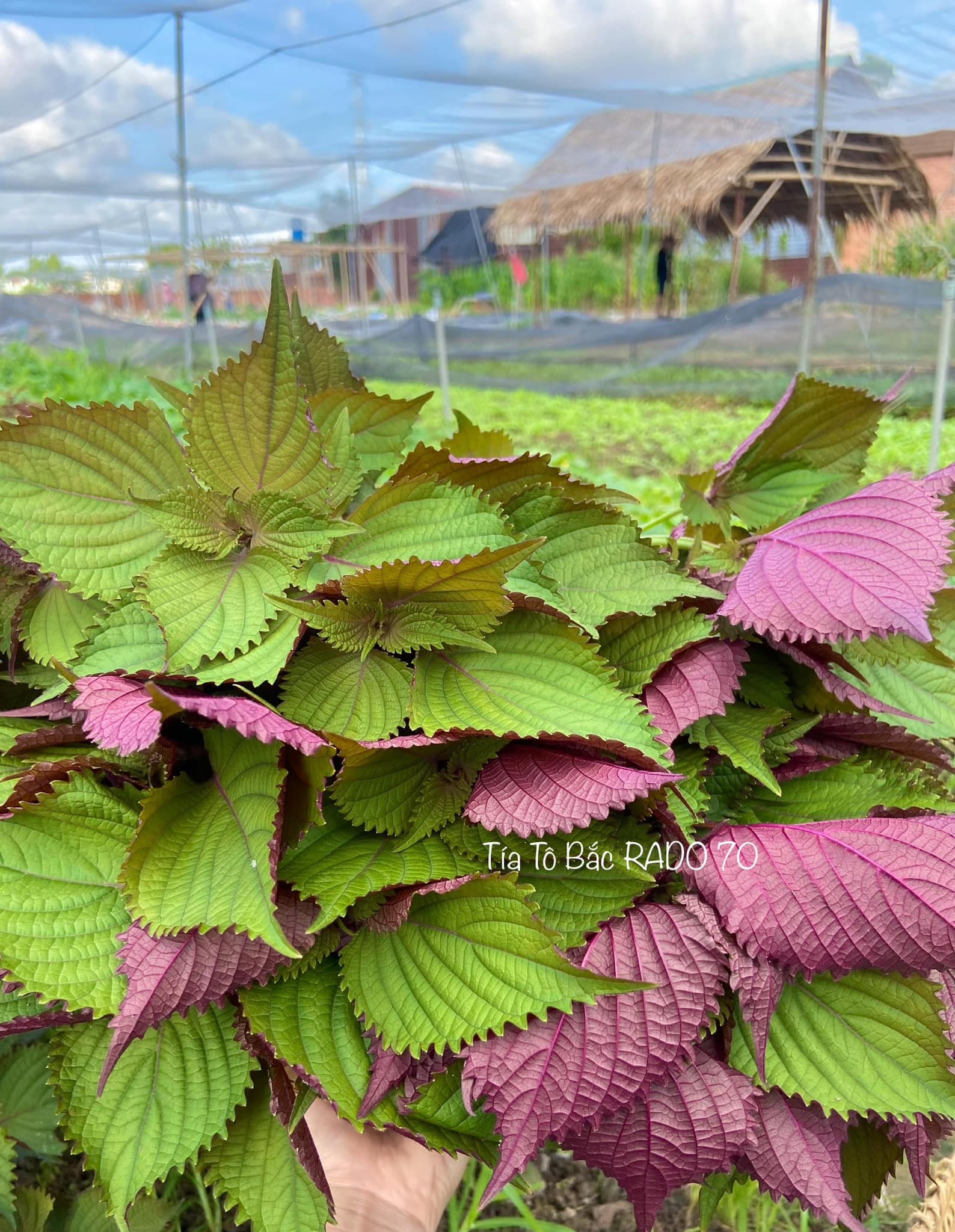 Asian Herb Shiso Seeds Vietnamese Perilla Tía Tô Miền Bắc Việt Nam - Etsy