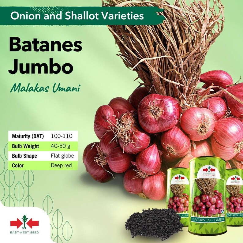 Thailand Red Onion Shallot Seeds - Asian Herb - Củ Hành Tím Thái Lan - Etsy