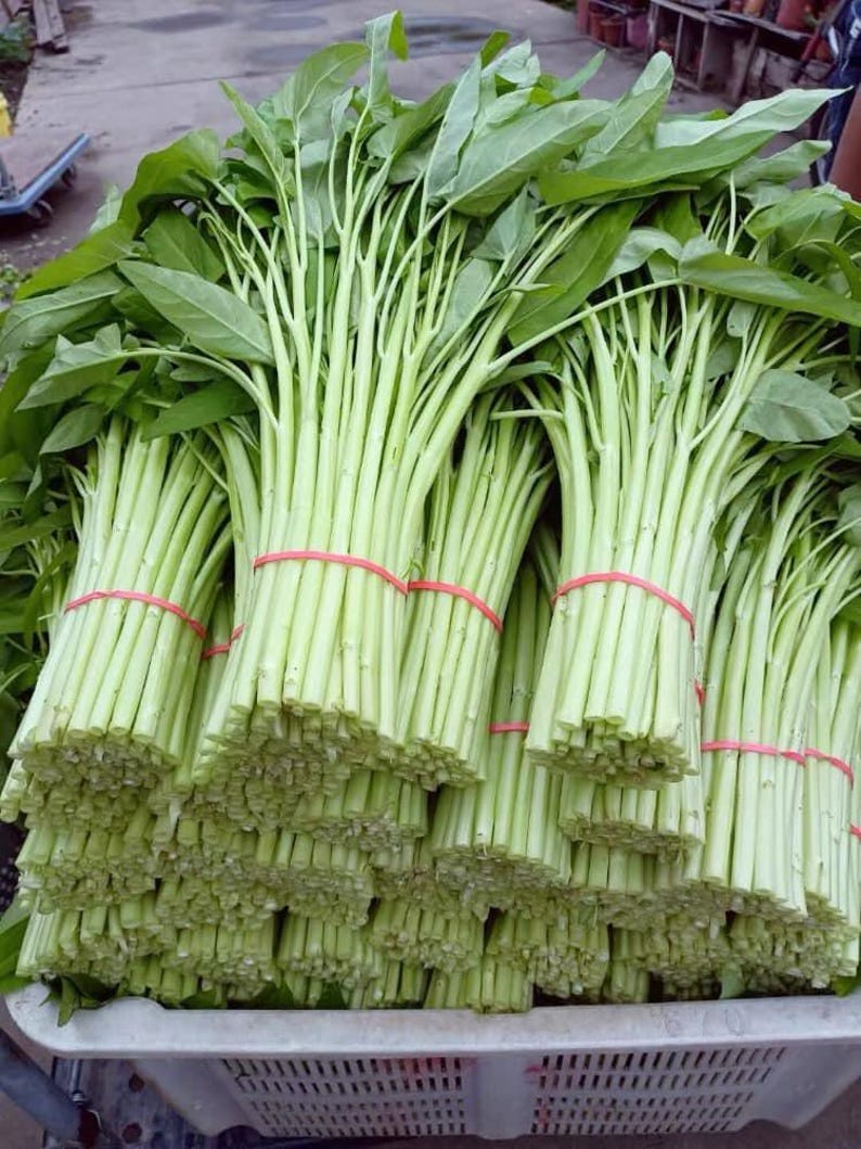 White Water Spinach Seeds: Large Leaf Kang Kong - Rau Muống Trắng Lá ...