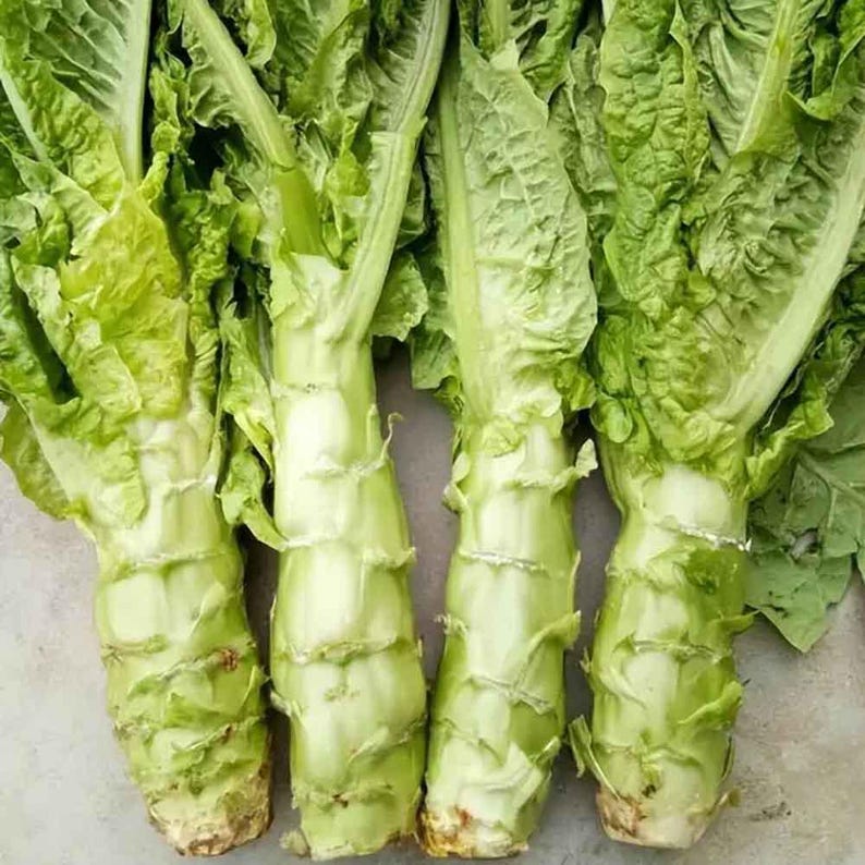 ASIAN VEGETABLE - Celtuce (chinese Stem Lettuce) Seeds - Rau Tiến Vua ...