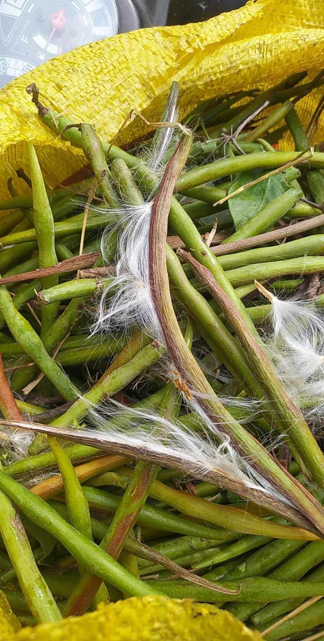 River Leaf Vine - Aganonerion- Sour Leaf Seeds - Hạt Lá Giang - Etsy