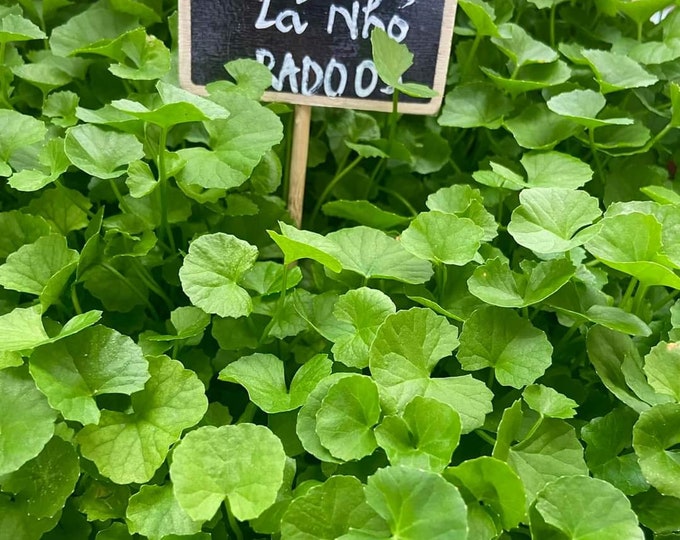 E1695 Very Rare Hoya Collina Splash Papua (indonesia Long Leaf) - Etsy