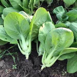 Asian Vegetable - Mustard Seeds - Green Pak Choi - Cabbage Seeds - Bok ...