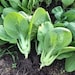 Asian Vegetable - Mustard Seeds - Green Pak Choi - Cabbage Seeds - Bok ...