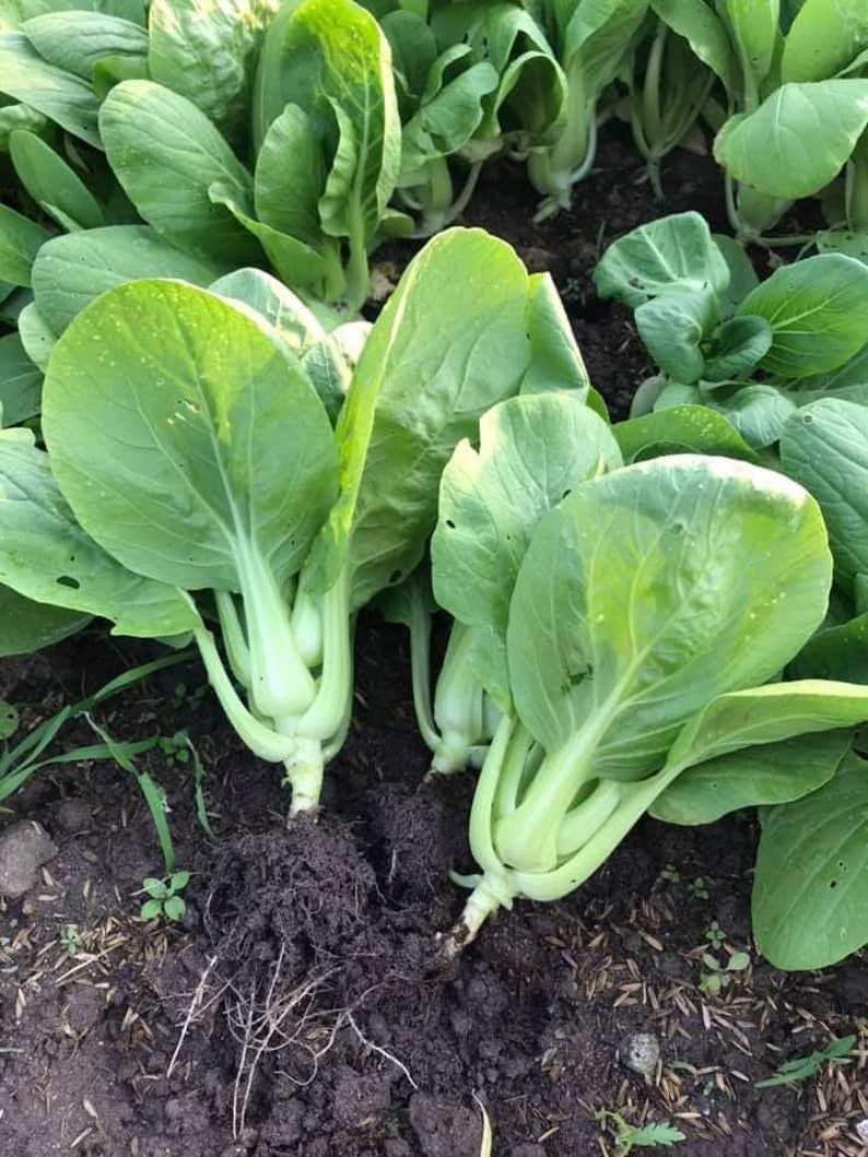 Asian Vegetable - Mustard Seeds - Green Pak Choi - Cabbage Seeds - Bok ...