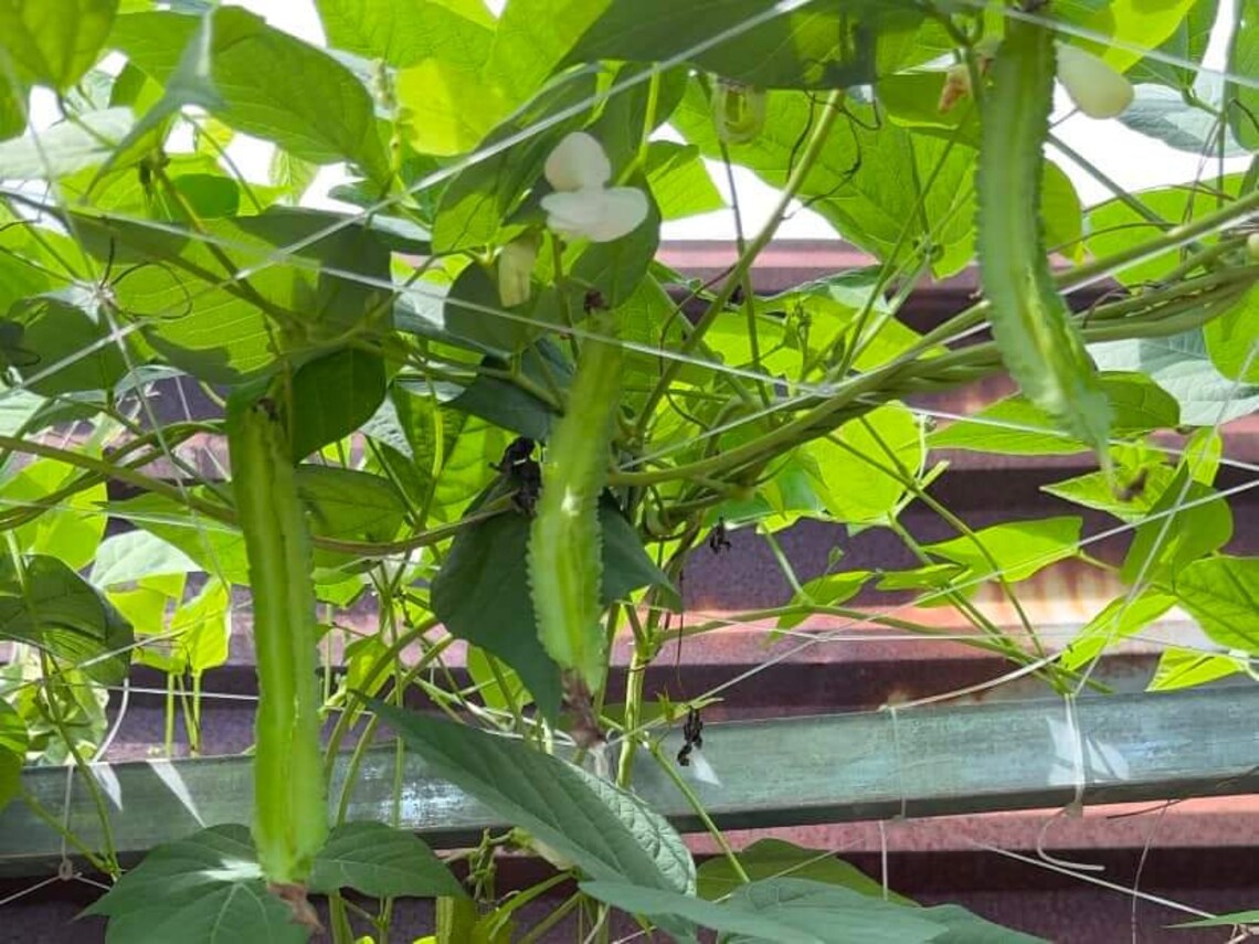 Winged Bean Seeds Four Angled Bean Đậu Rồng - Etsy