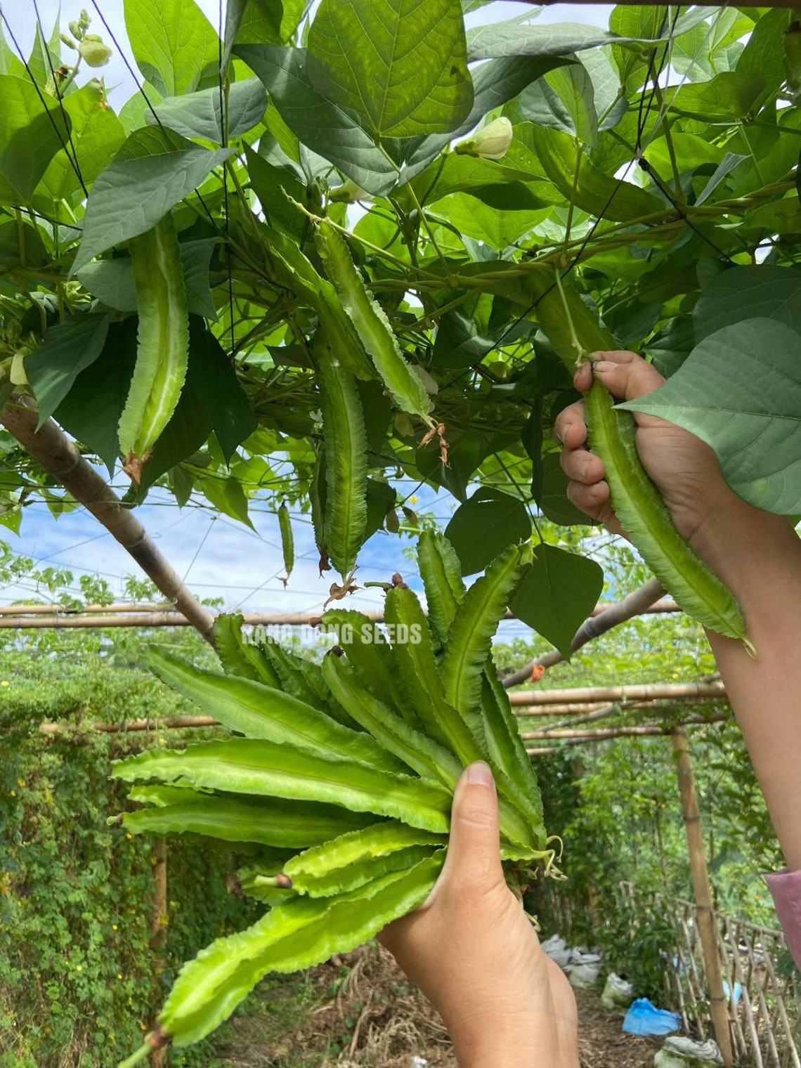 Winged Bean Seeds - Four Angled Bean - Đậu Rồng - Etsy