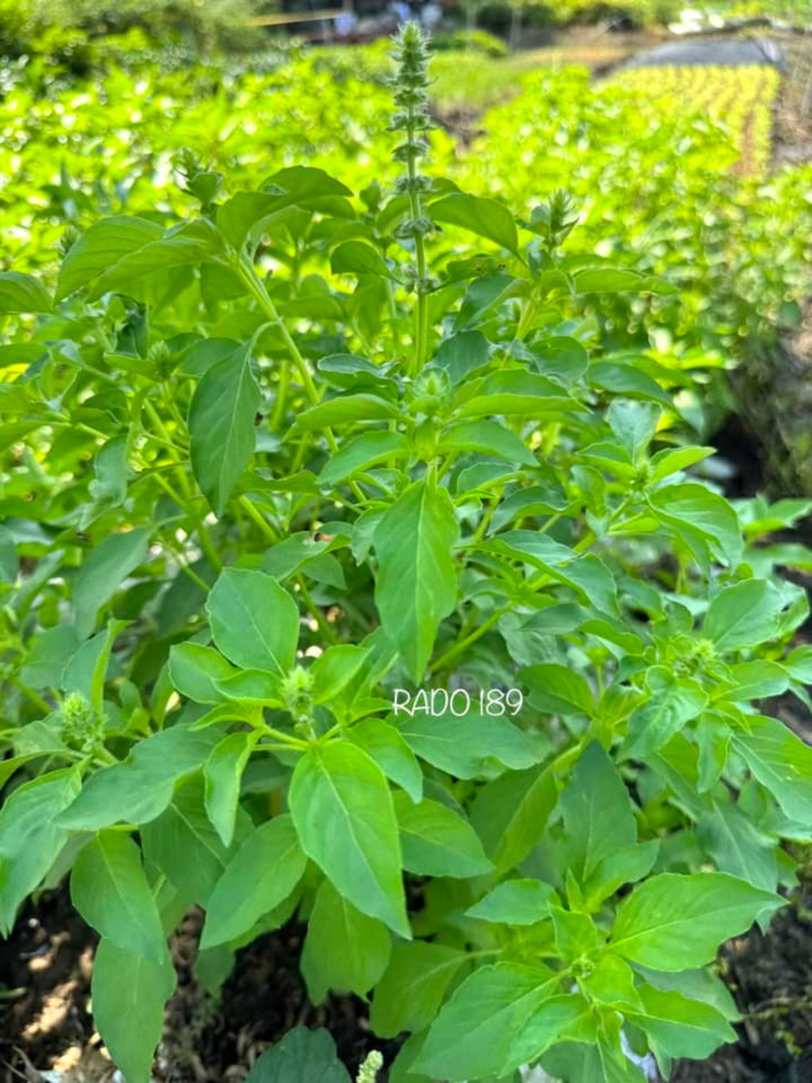 Thai Lemon Basil Seeds - Hoary/lemon Basil - Lá é - Húng Trắng - Etsy