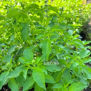 Thai Lemon Basil Seeds - Hoary/lemon Basil - Lá é - Húng Trắng - Etsy