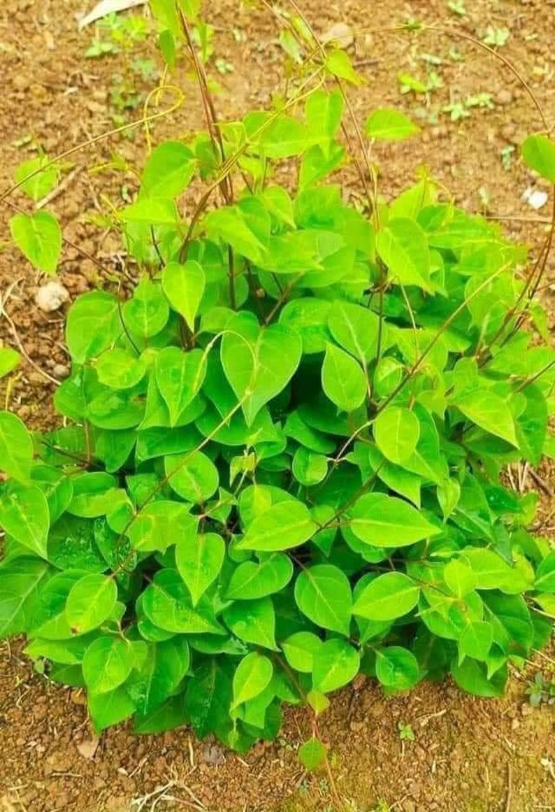 River Leaf Vine - Aganonerion- Sour Leaf Seeds - Hạt Lá Giang - Etsy