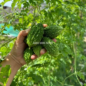 Mini Bitter Gourd Seeds - Khổ Qua Rừng - Etsy