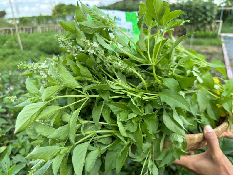 Thai Lemon Basil Seeds - Hoary/lemon Basil - Lá é - Húng Trắng - Etsy