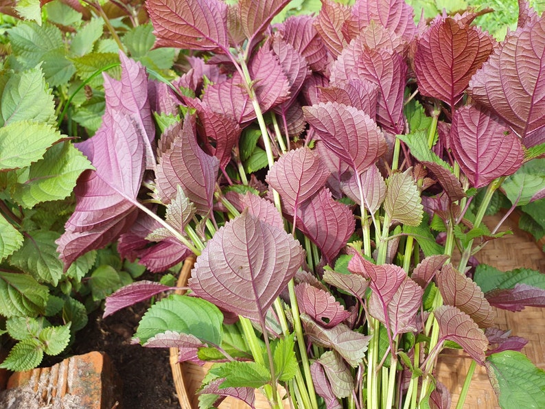 Asian Herb Shiso Seeds Vietnamese Perilla Tía Tô Miền Bắc Việt Nam - Etsy