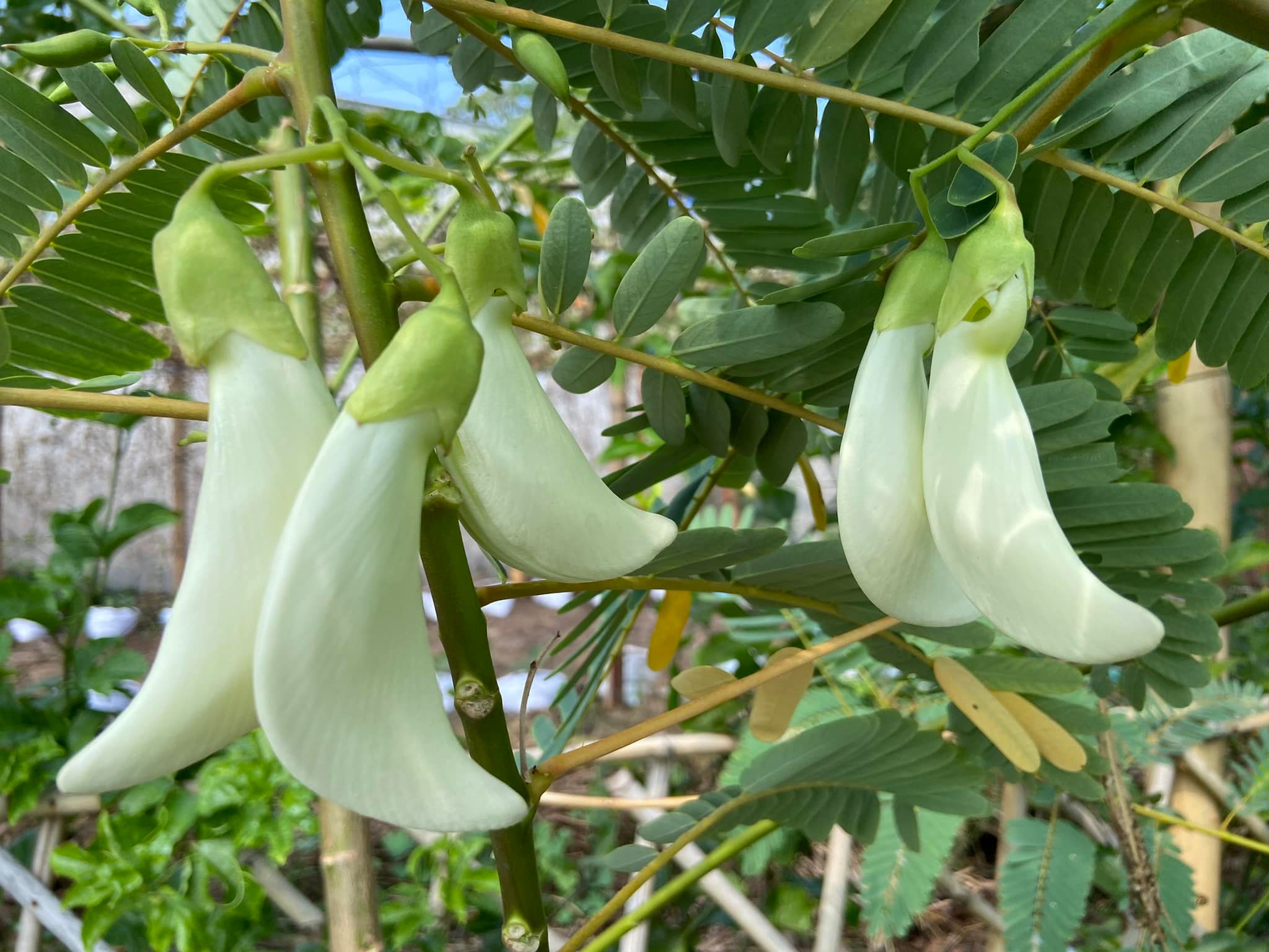 Sesbania Grandiflora Seeds - White Hummingbird Tree - Bông so Đũa Trắng ...