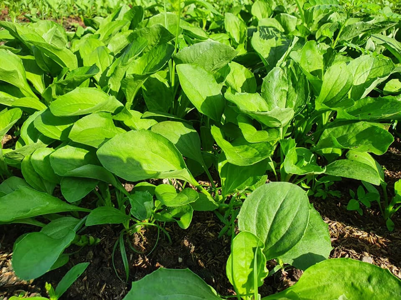Plantago Major Seeds – Broadleaf Plantain - Perennial Edible Medicinal ...