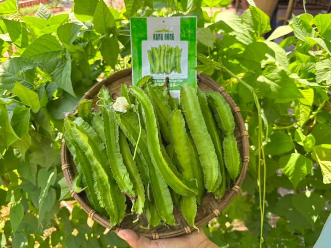 Winged Bean Seeds - Four Angled Bean - Đậu Rồng - Etsy