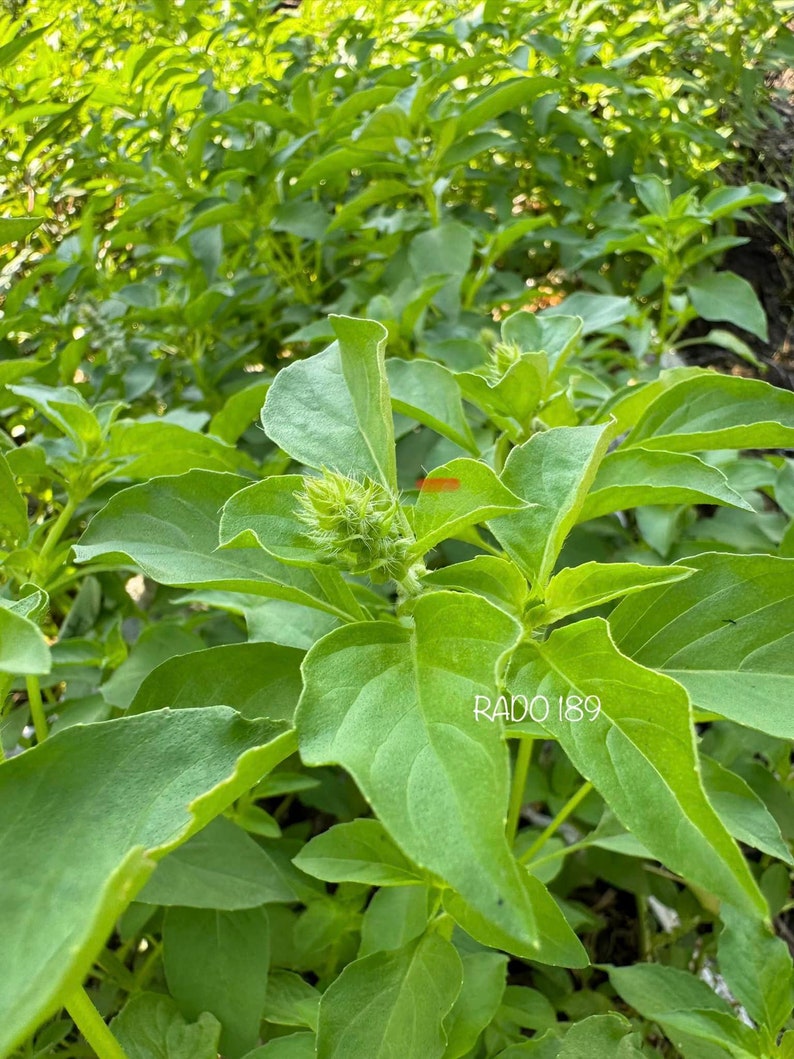 Thai Lemon Basil Seeds - Hoary/lemon Basil - Lá é - Húng Trắng - Etsy