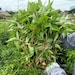Asian Vegetable - Red Molokhia Seeds: Egyptian Spinach, - Saluyot - Rau ...