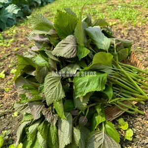 Asian Herb Shiso Seeds Vietnamese Perilla Tía Tô Việt Nam - Etsy