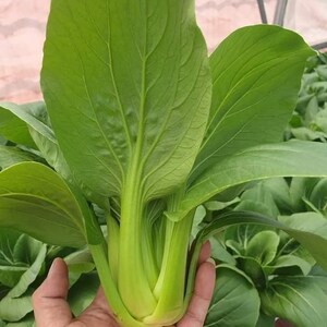 Asian Vegetable - Mustard Seeds - Green Pak Choi - Cabbage Seeds - Bok ...