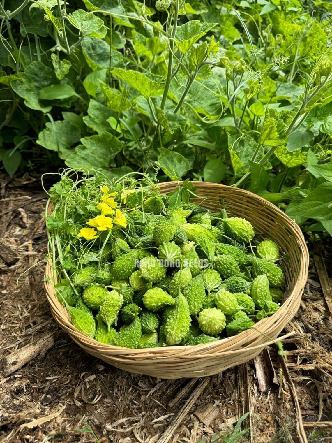 Mini Bitter Gourd Seeds - Khổ Qua Rừng - Etsy